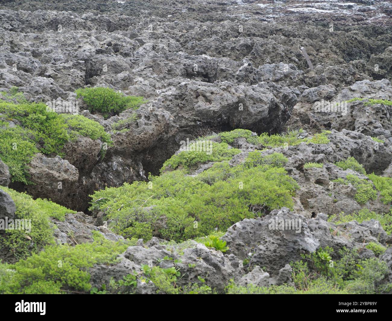 bantigue (Pemphis acidula) Plantae Stock Photo - Alamy