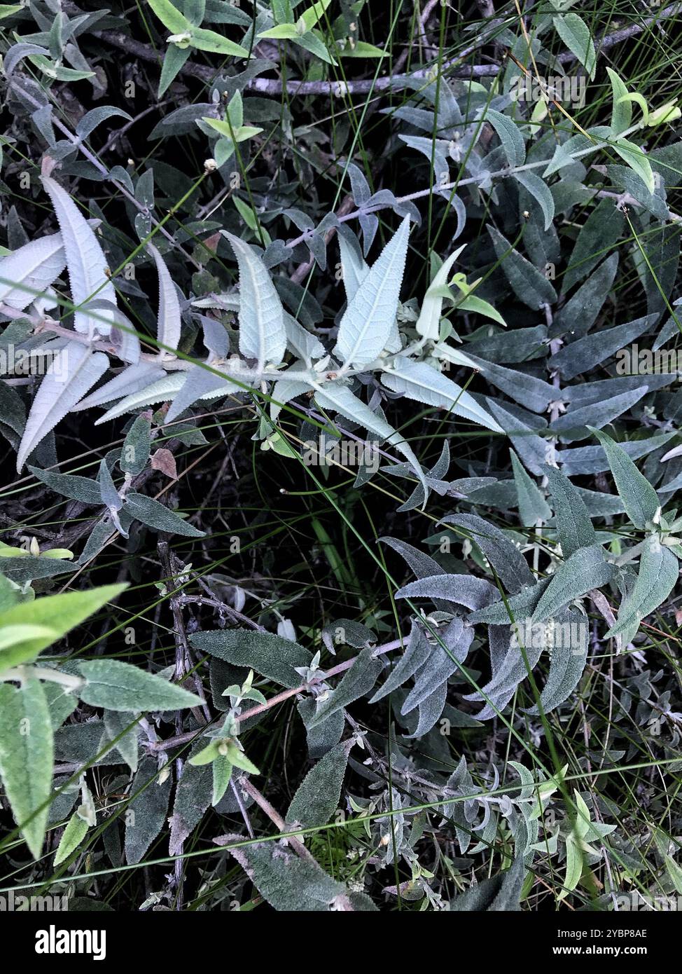 Sagewood (Buddleja salviifolia) Plantae Stock Photo - Alamy