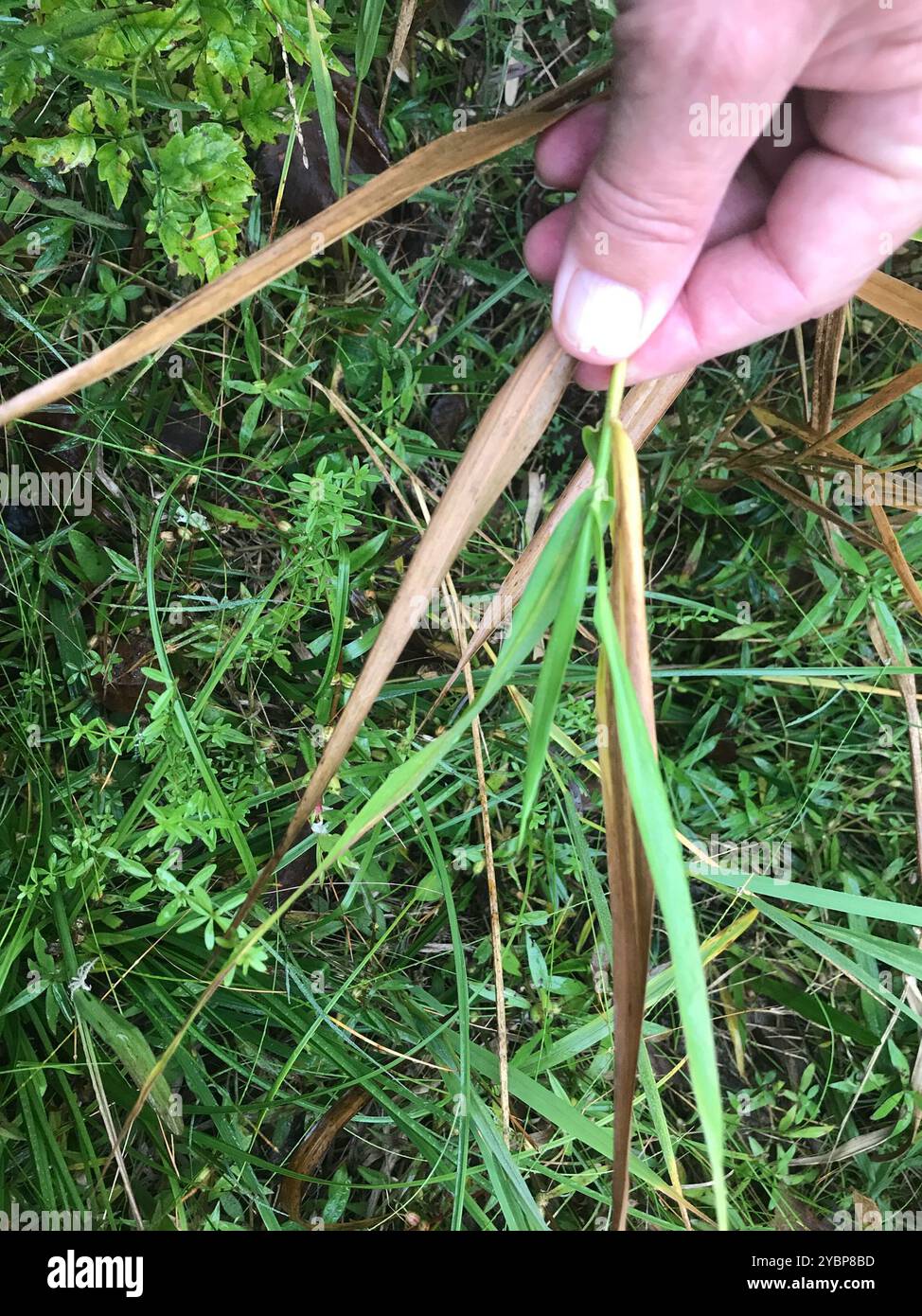 grasses, sedges, cattails, and allies (Poales) Plantae Stock Photo - Alamy