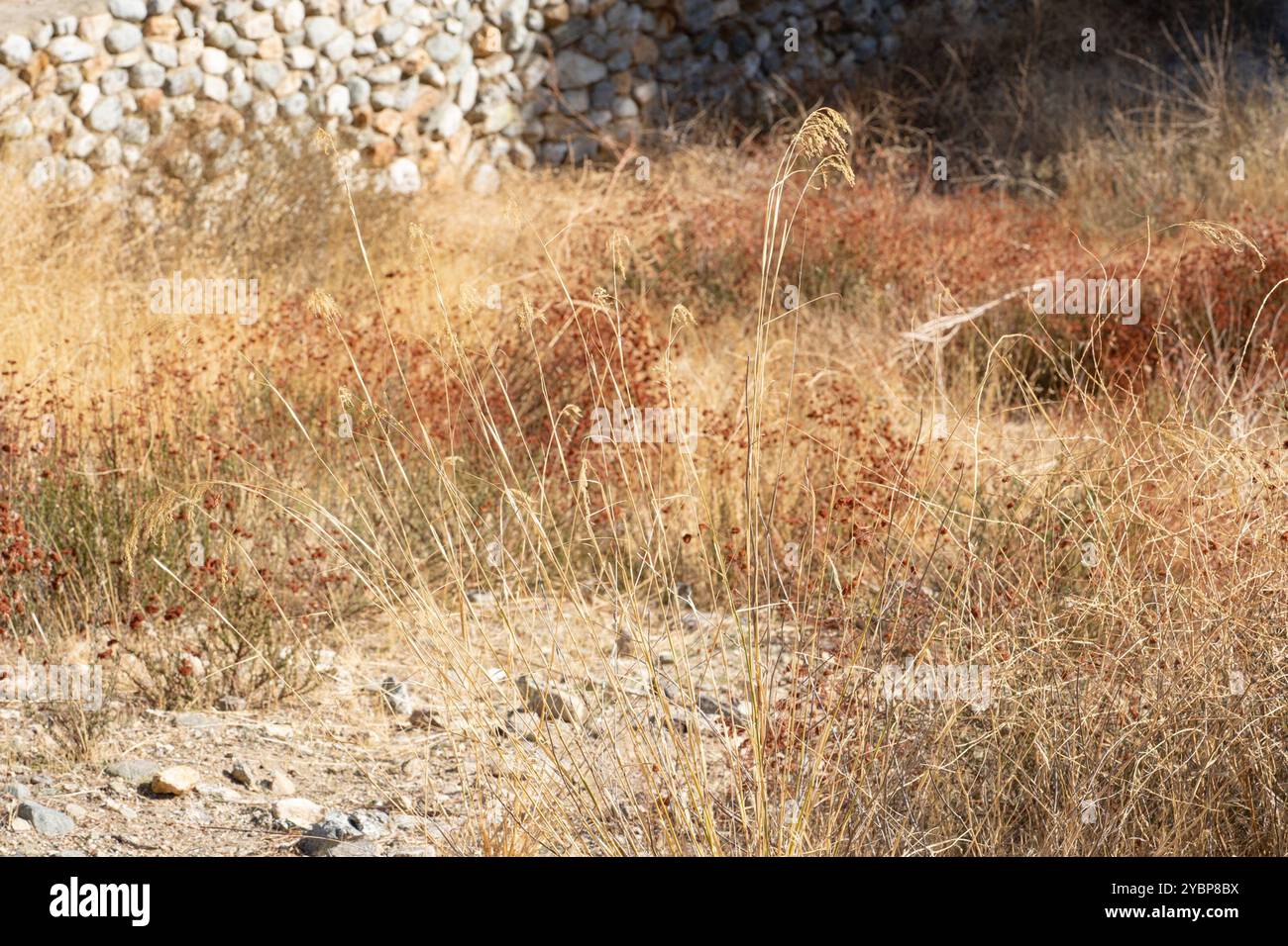 Smilo Grass (Oloptum miliaceum) Plantae Stock Photo - Alamy