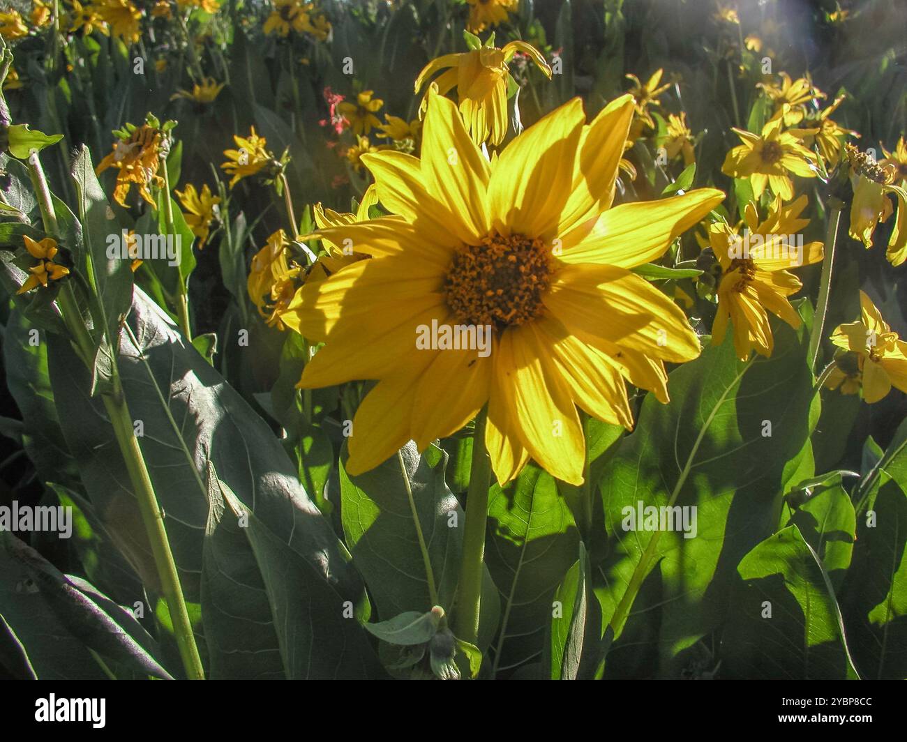 Northern wyethia hi-res stock photography and images - Alamy
