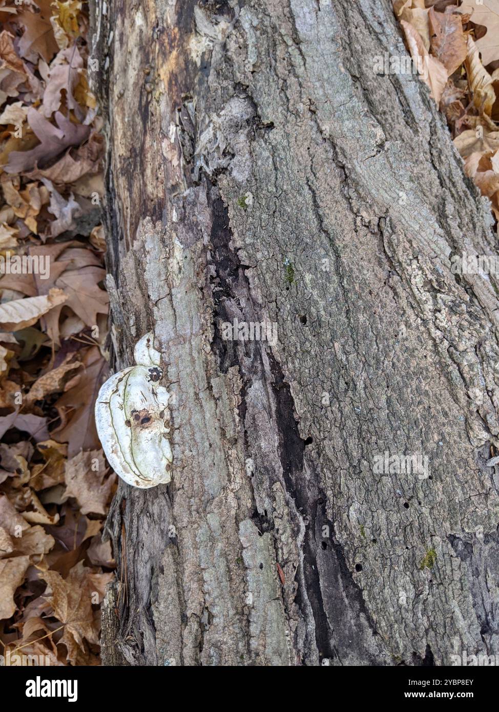 (Ganoderma megaloma) Fungi Stock Photo - Alamy
