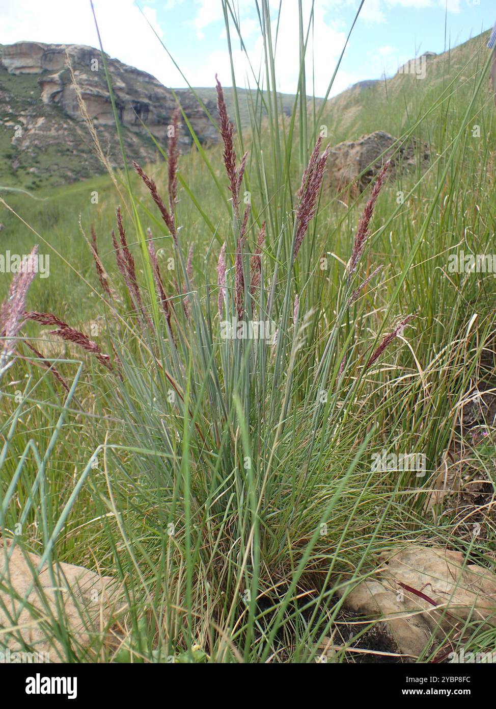 bristle-leaved red-top grass (Melinis nerviglumis) Plantae Stock Photo ...