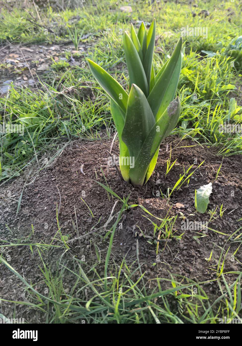 sea squill (Drimia maritima) Plantae Stock Photo - Alamy