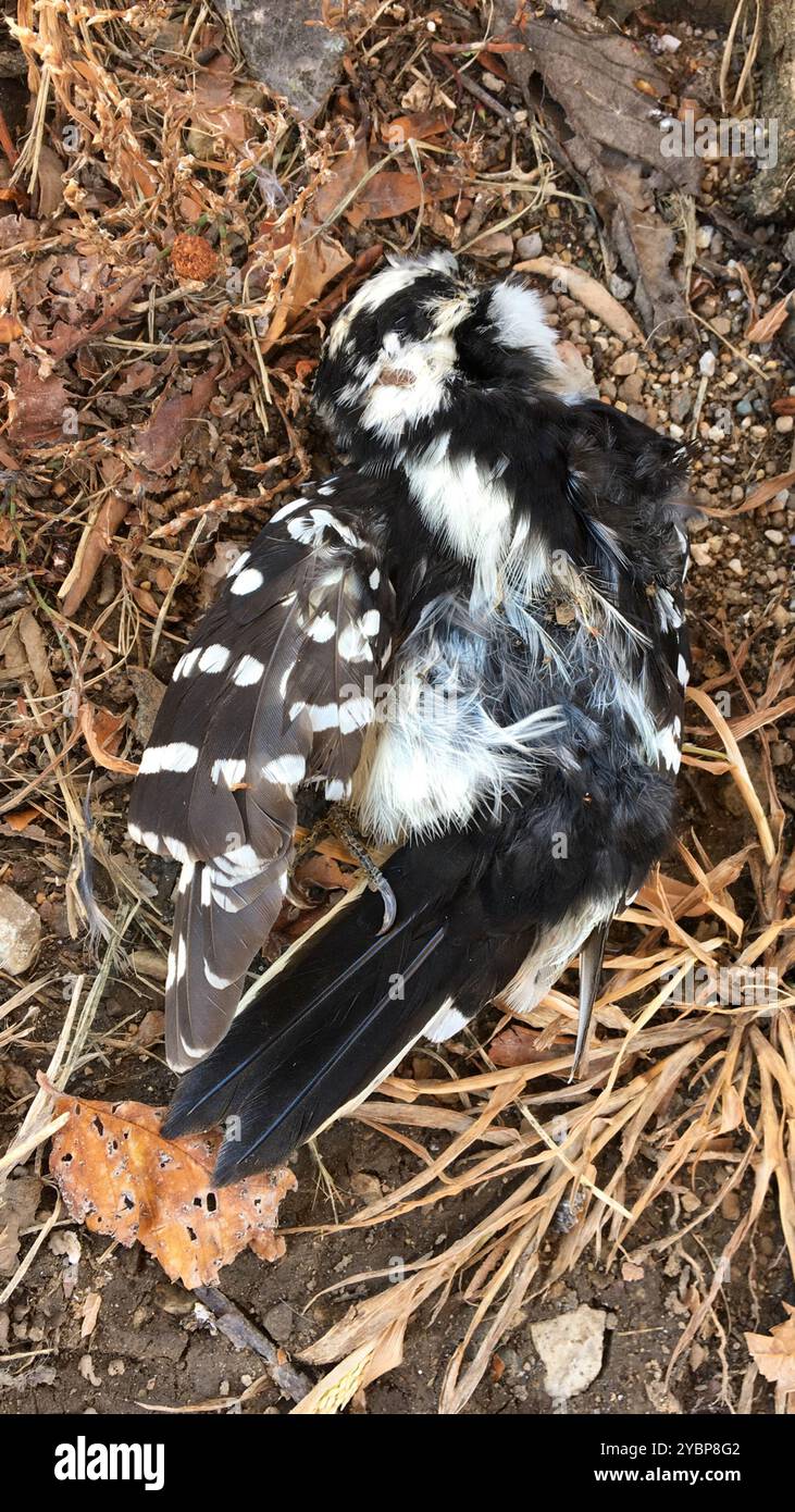Dryobates Woodpeckers (Dryobates) Aves Stock Photo - Alamy
