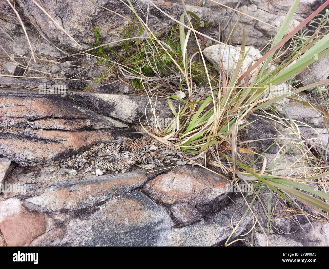 Common Russet Grass (Loudetia simplex) Plantae Stock Photo - Alamy