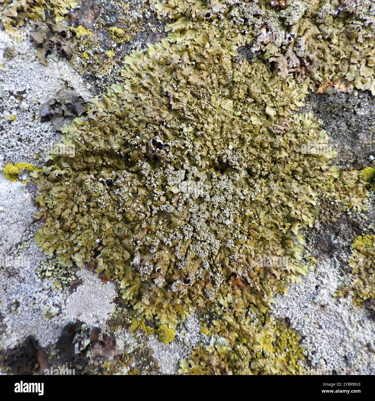 Blistered Camouflage Lichen (Xanthoparmelia loxodes) Fungi Stock Photo ...