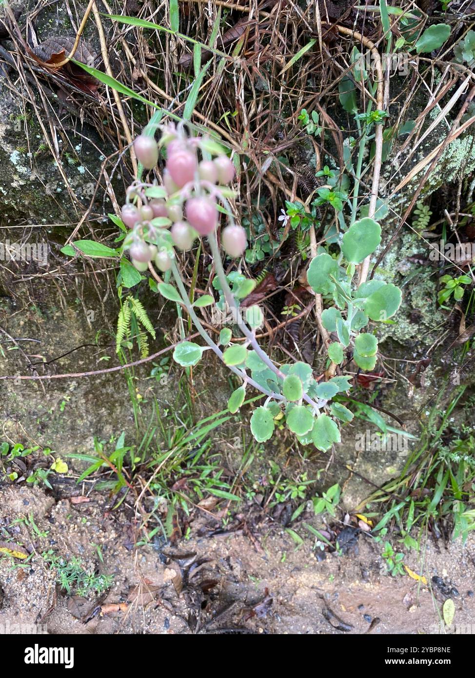 vascular plants (Tracheophyta) Plantae Stock Photo - Alamy