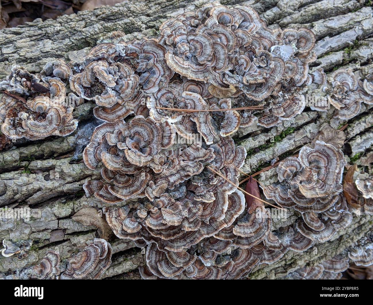 turkey-tail (Trametes versicolor) Fungi Stock Photo - Alamy