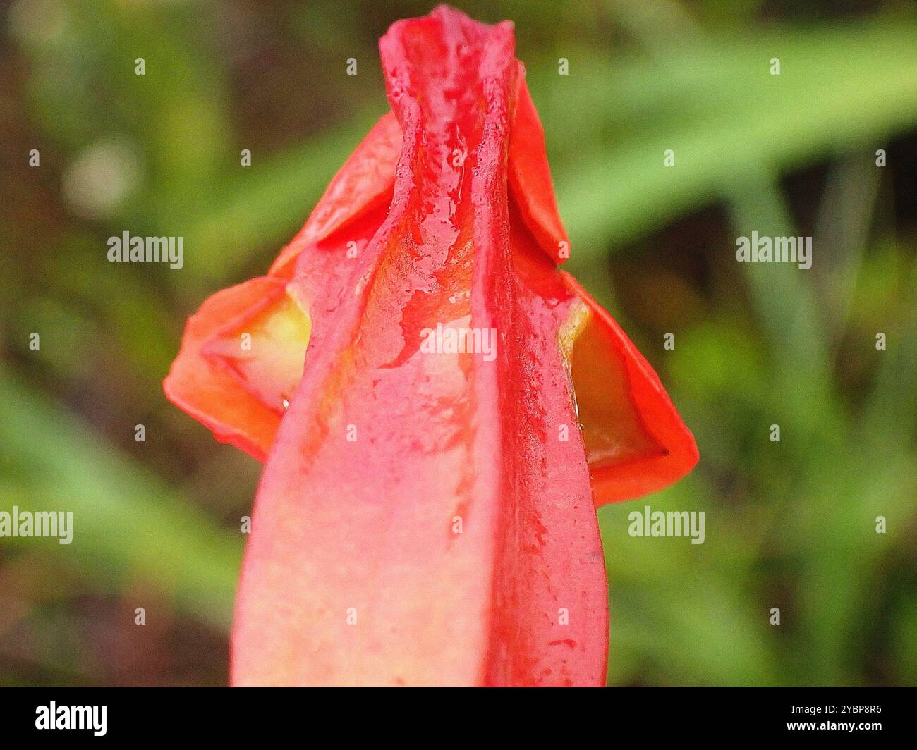 Scarlet Inkflower (Harveya bolusii) Plantae Stock Photo - Alamy