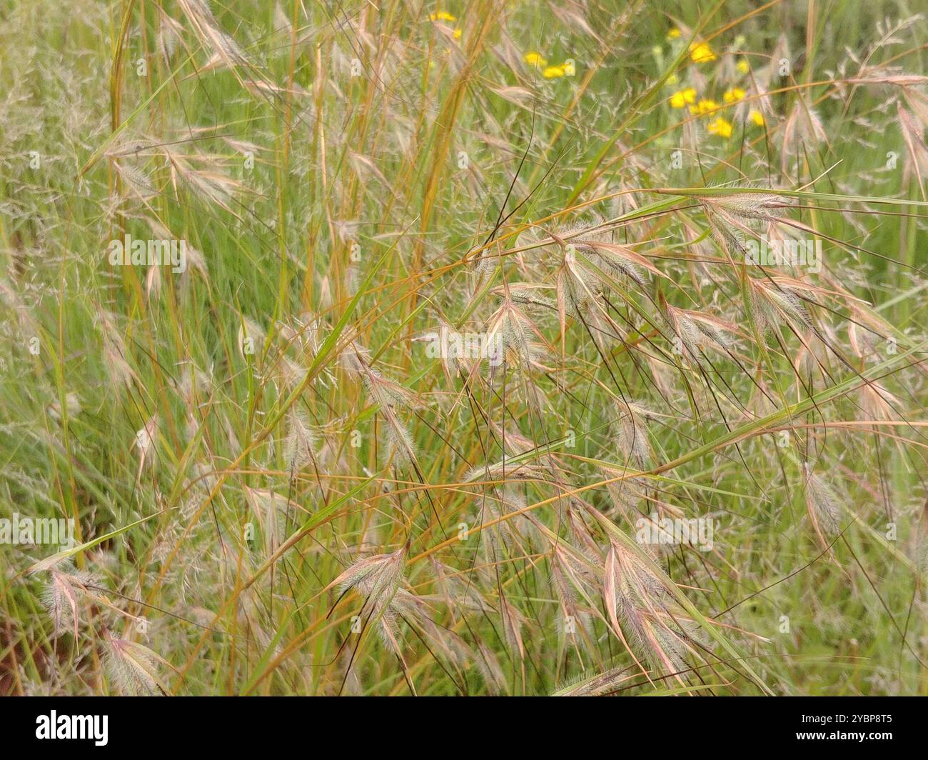 Kangaroo Grass (Themeda triandra) Plantae Stock Photo - Alamy