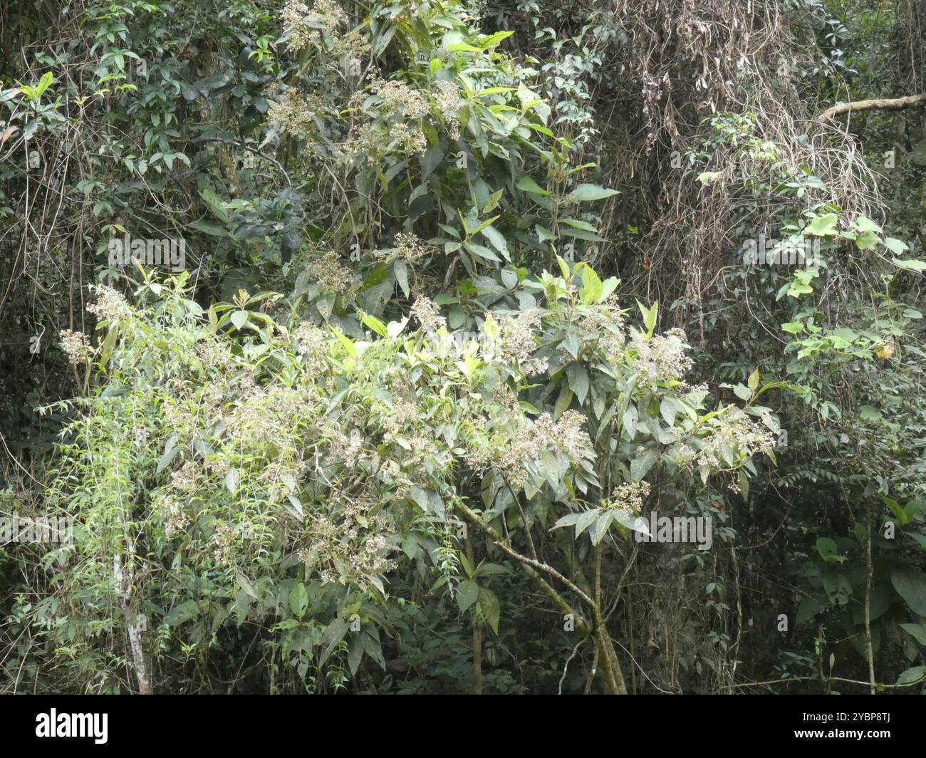 vascular plants (Tracheophyta) Plantae Stock Photo - Alamy