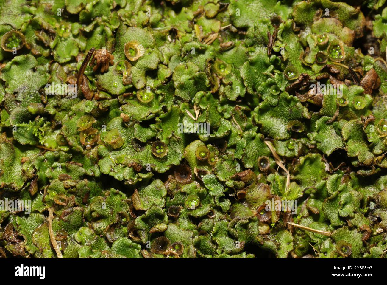 (Marchantia polymorpha ruderalis) Plantae Stock Photo - Alamy