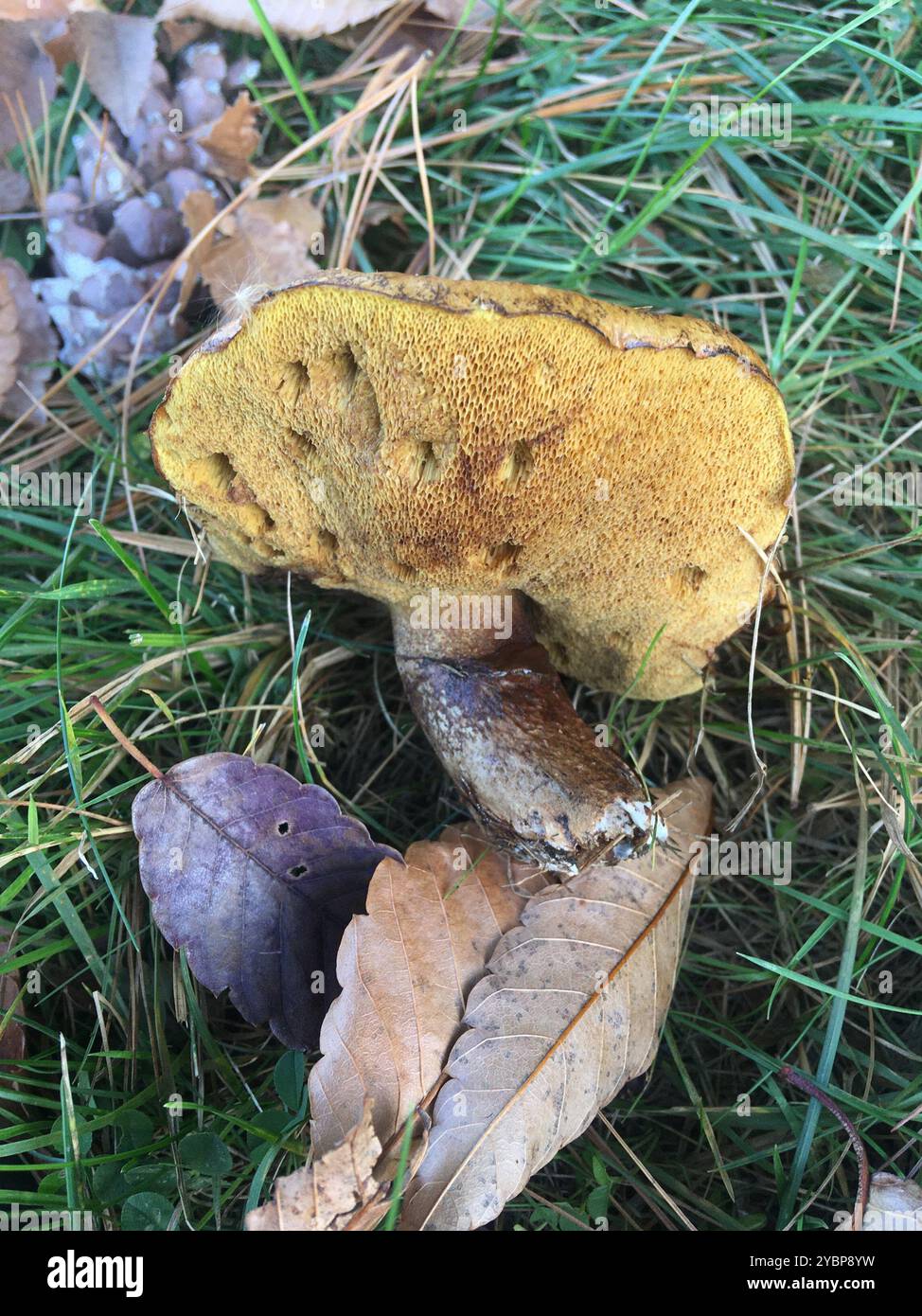 Purple-veiled Slippery Jack (Suillus luteus) Fungi Stock Photo - Alamy