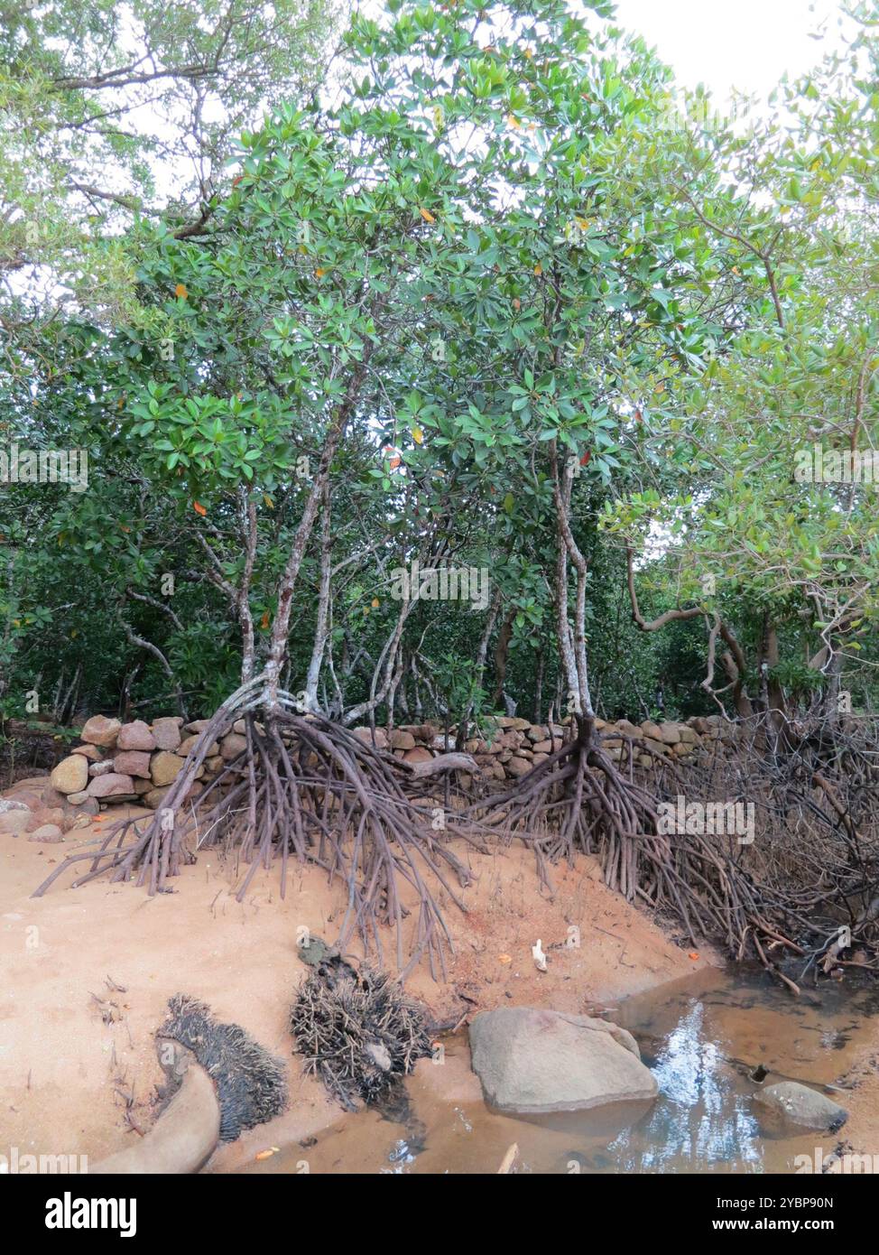 mangroves (Rhizophoraceae) Plantae Stock Photo - Alamy