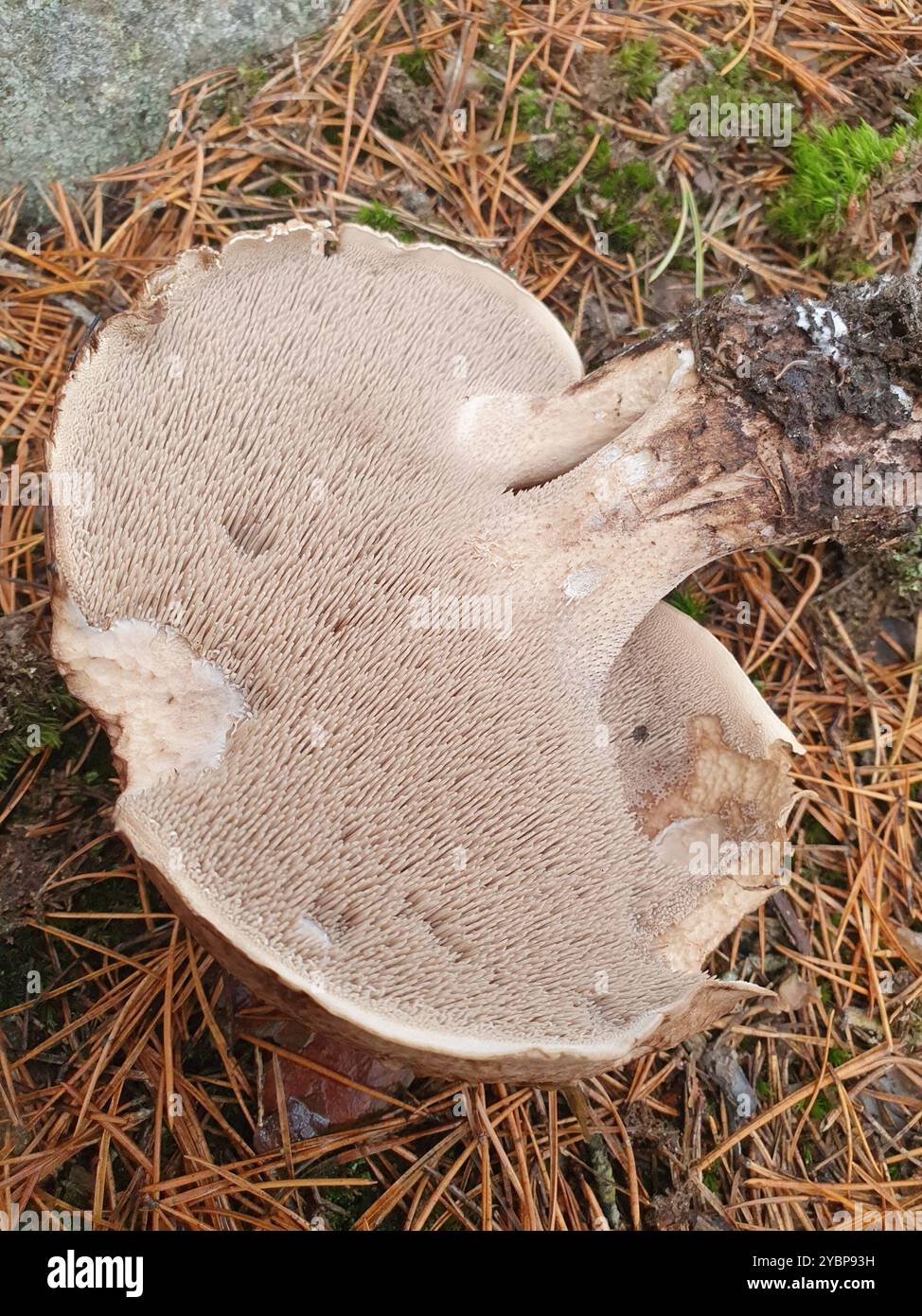 Scaly Tooth (Sarcodon squamosus) Fungi Stock Photo - Alamy