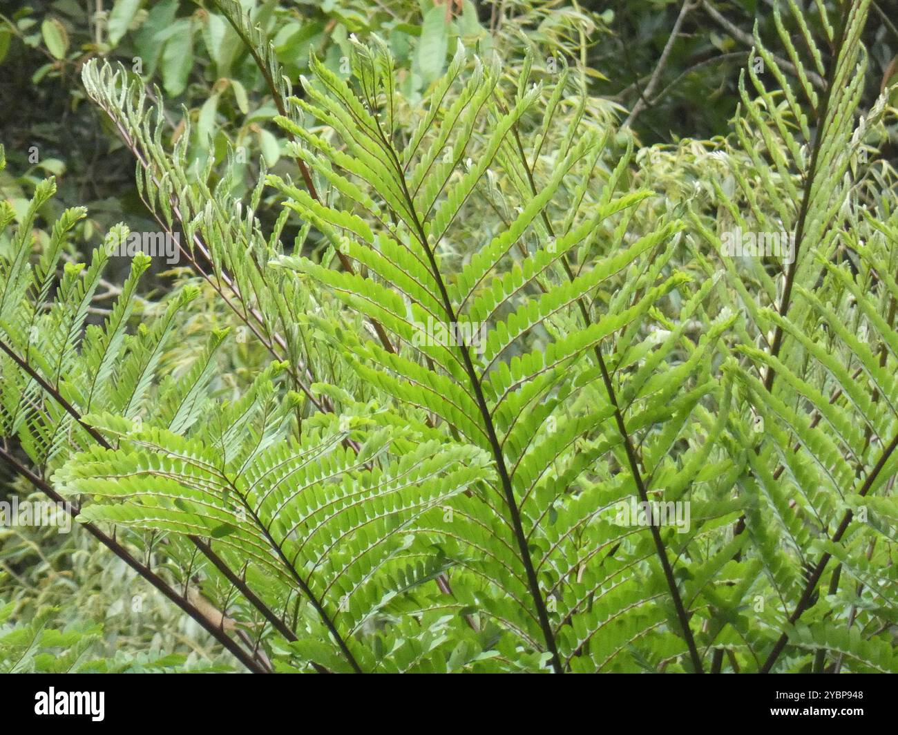 Brazilian fern tree (Schizolobium parahyba) Plantae Stock Photo - Alamy