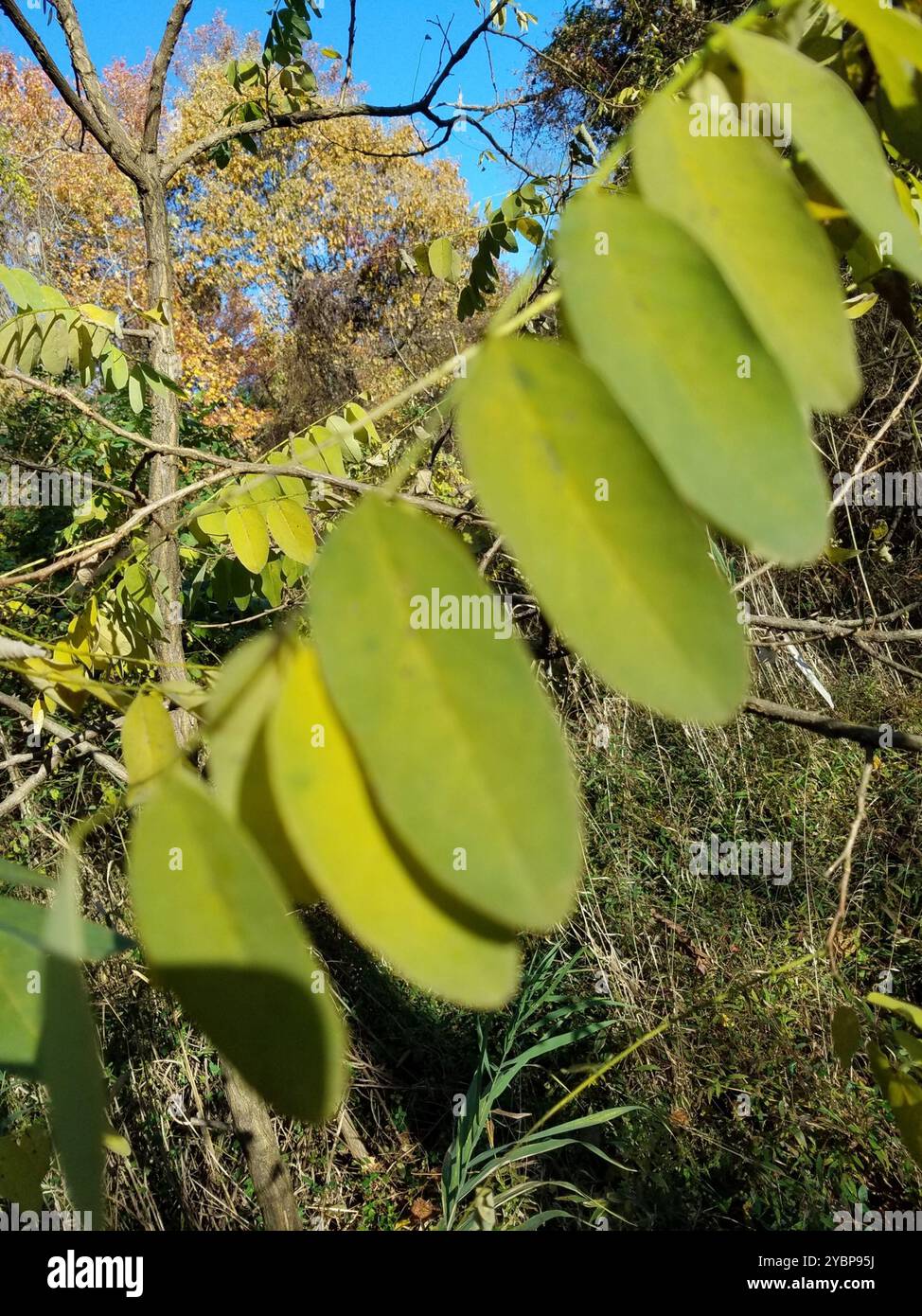 black locust (Robinia pseudoacacia) Plantae Stock Photo - Alamy