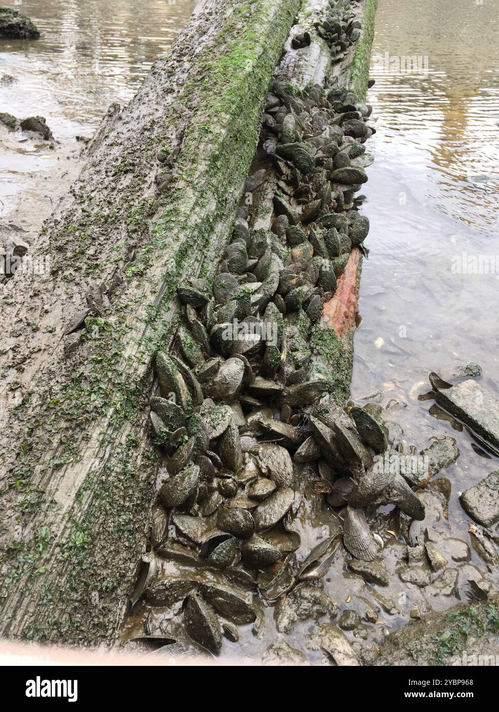 Atlantic Ribbed Mussel (Geukensia demissa) Mollusca Stock Photo - Alamy