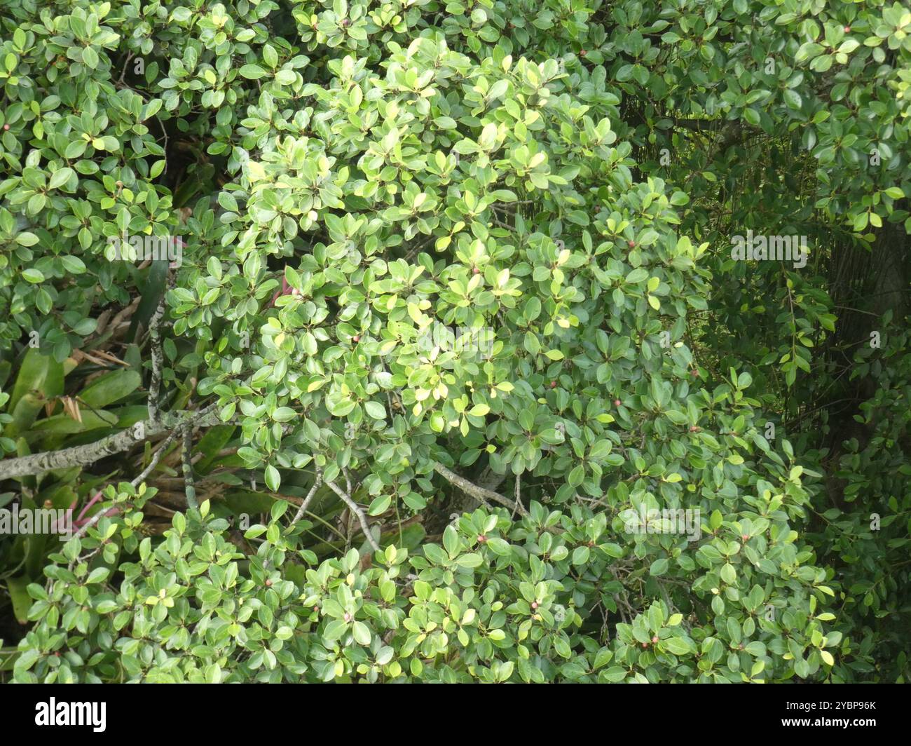 Figs (Ficus) Plantae Stock Photo - Alamy