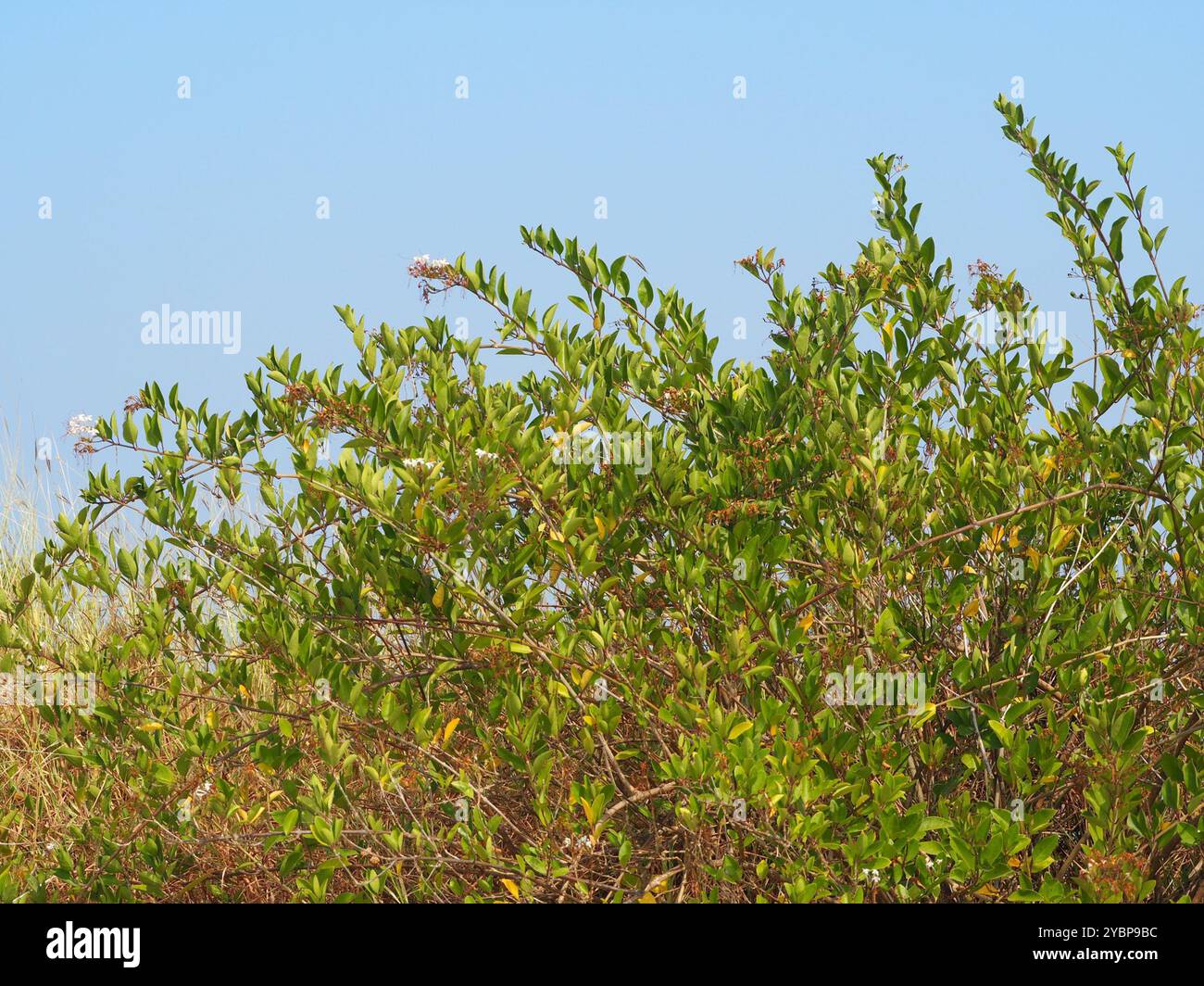 Scrambling clerodendrum hi-res stock photography and images - Alamy