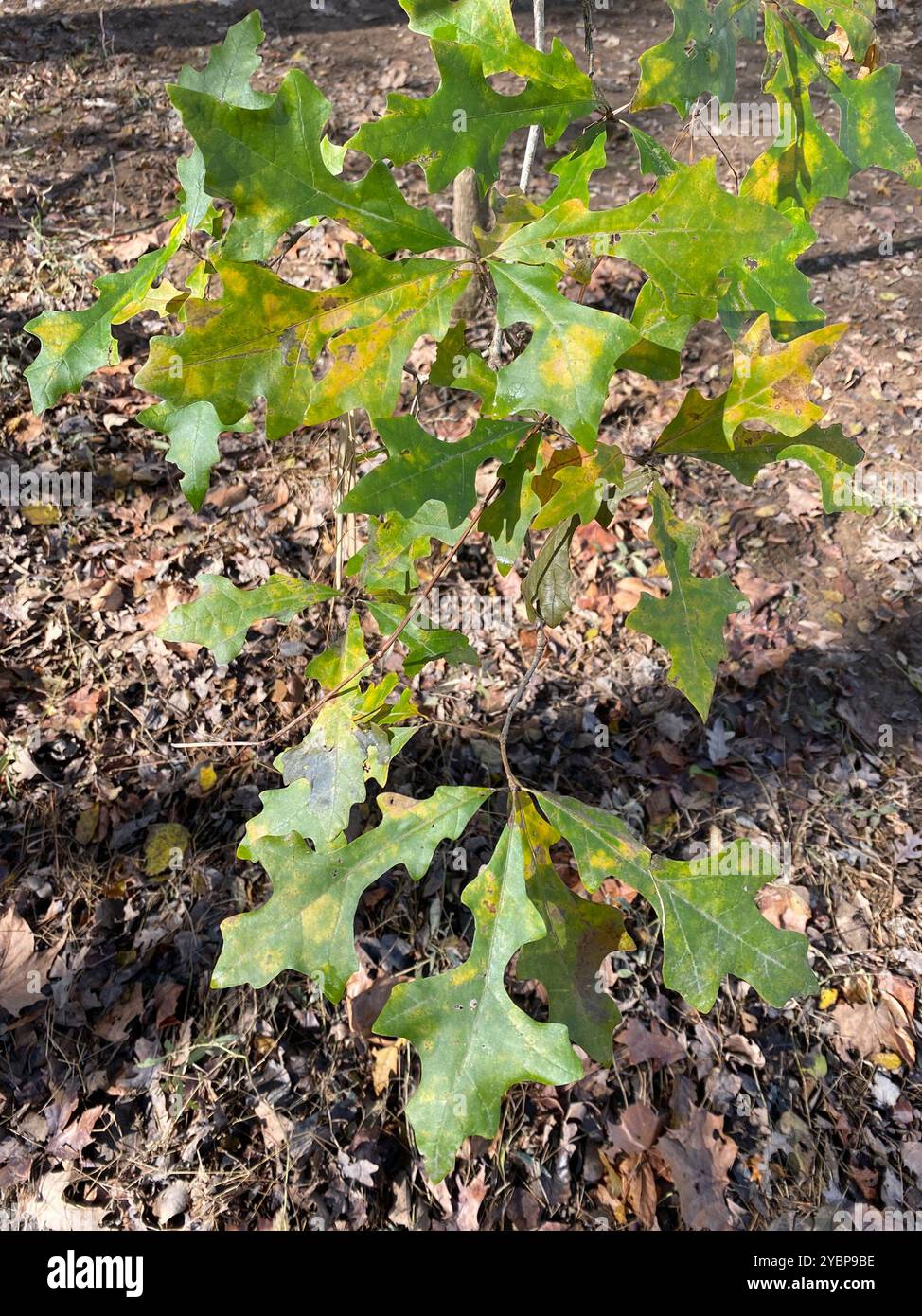 Quercus lyrata hi-res stock photography and images - Alamy
