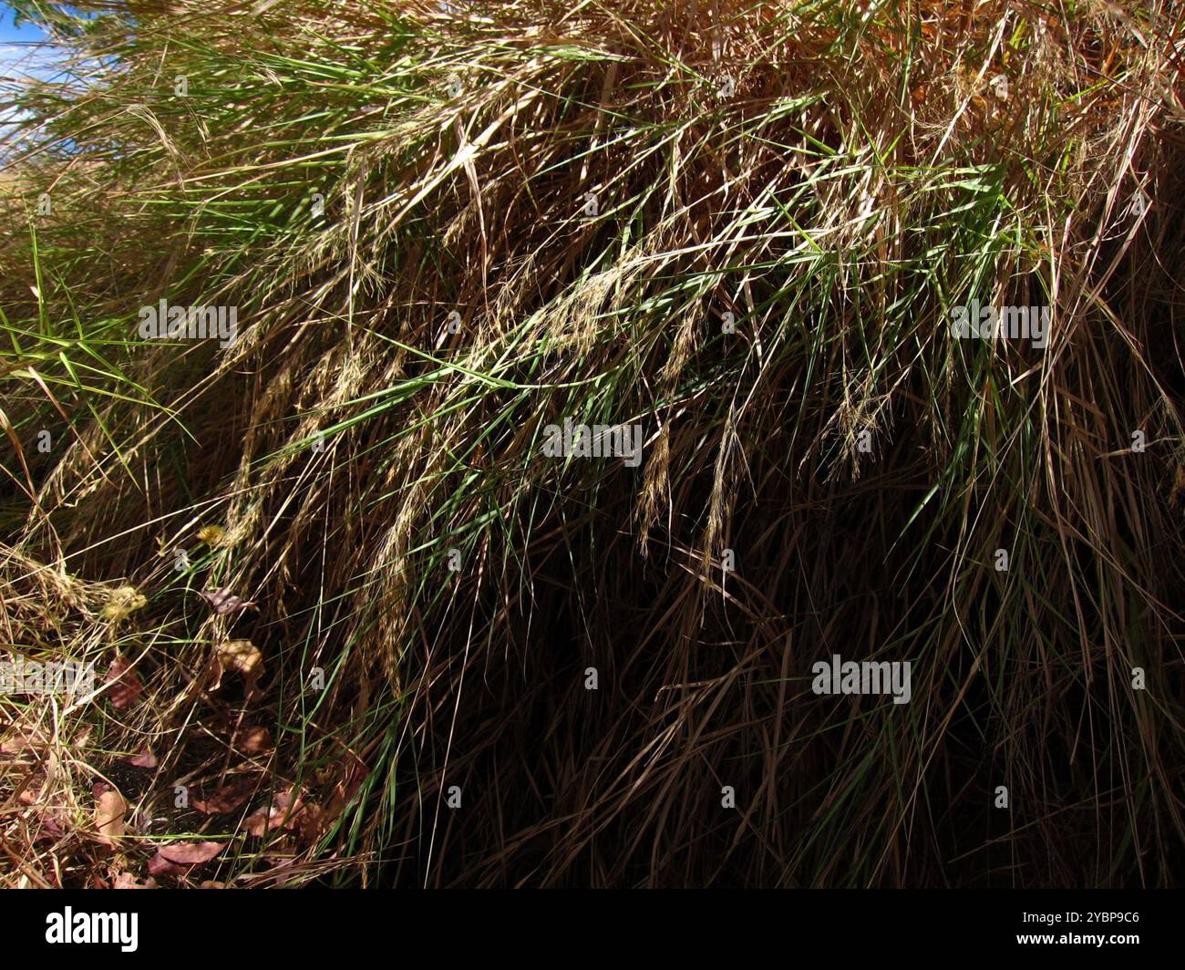 Golden Beard Grass (Chrysopogon serrulatus) Plantae Stock Photo - Alamy