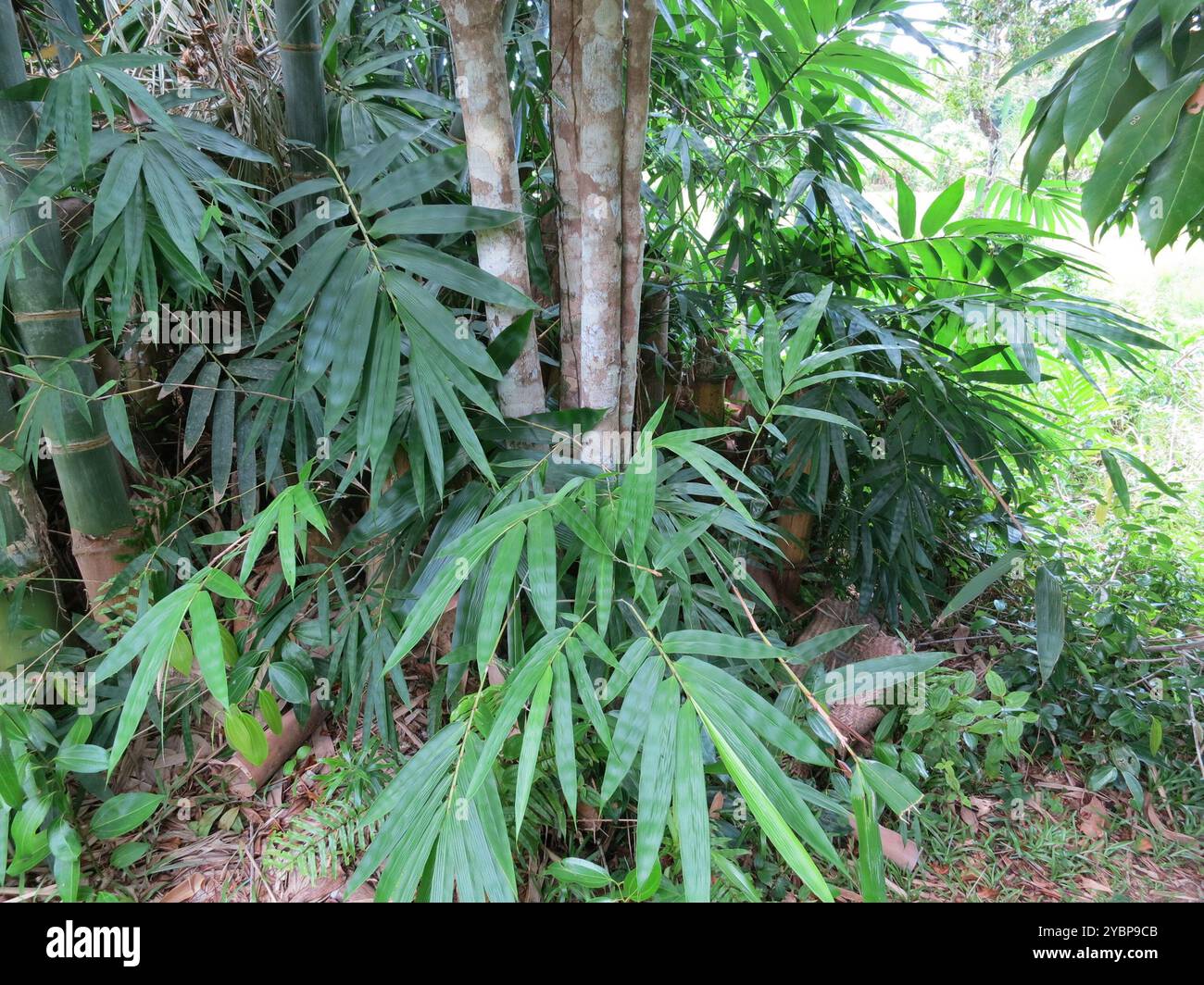 Giant Bamboo (Dendrocalamus giganteus) Plantae Stock Photo - Alamy