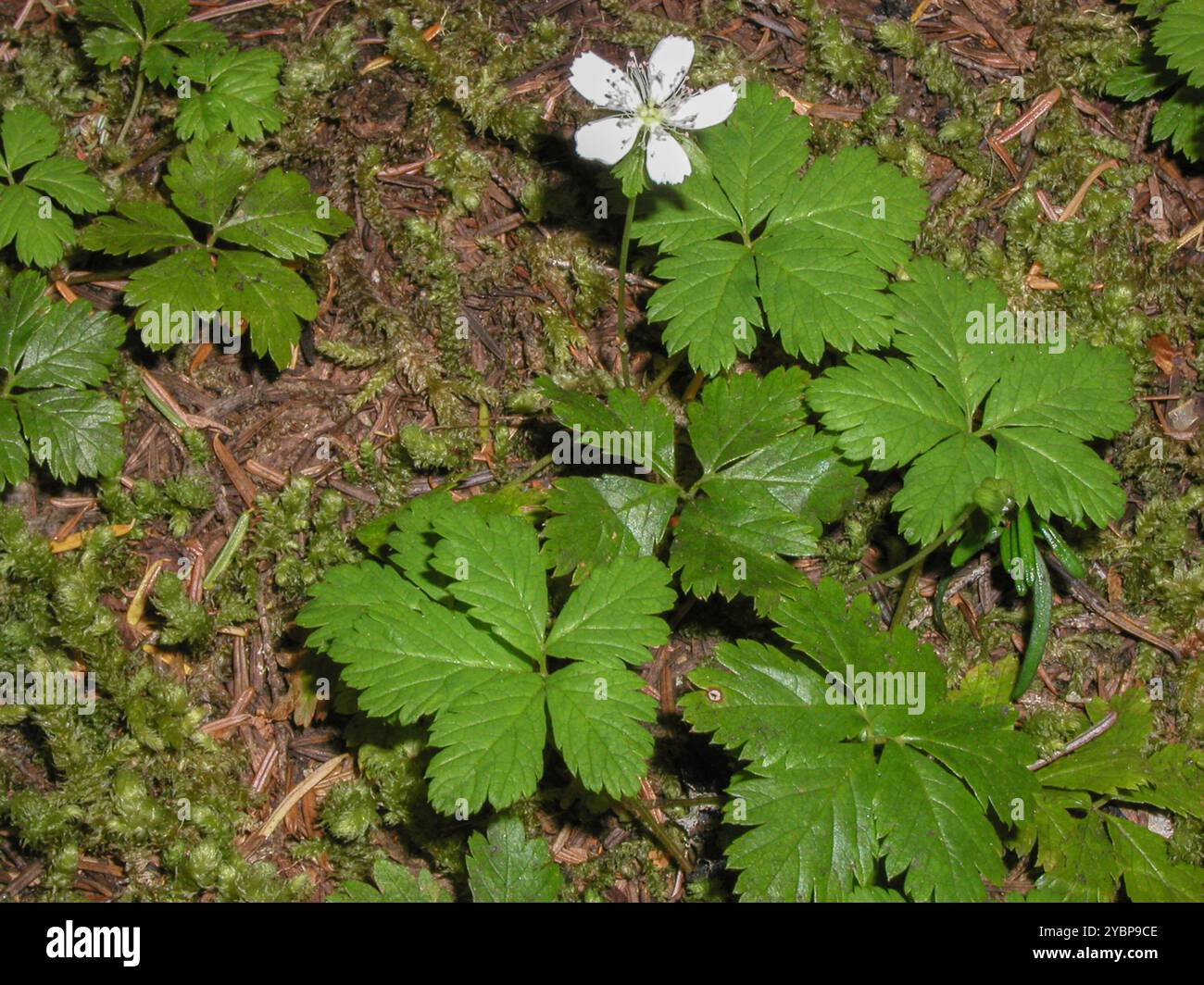 Five-leaf Dwarf Bramble (Rubus pedatus) Plantae Stock Photo - Alamy