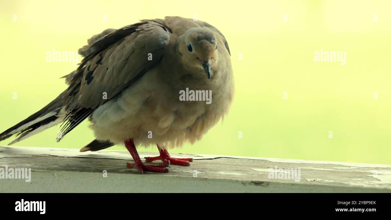 Puffing up feathers hi-res stock photography and images - Alamy