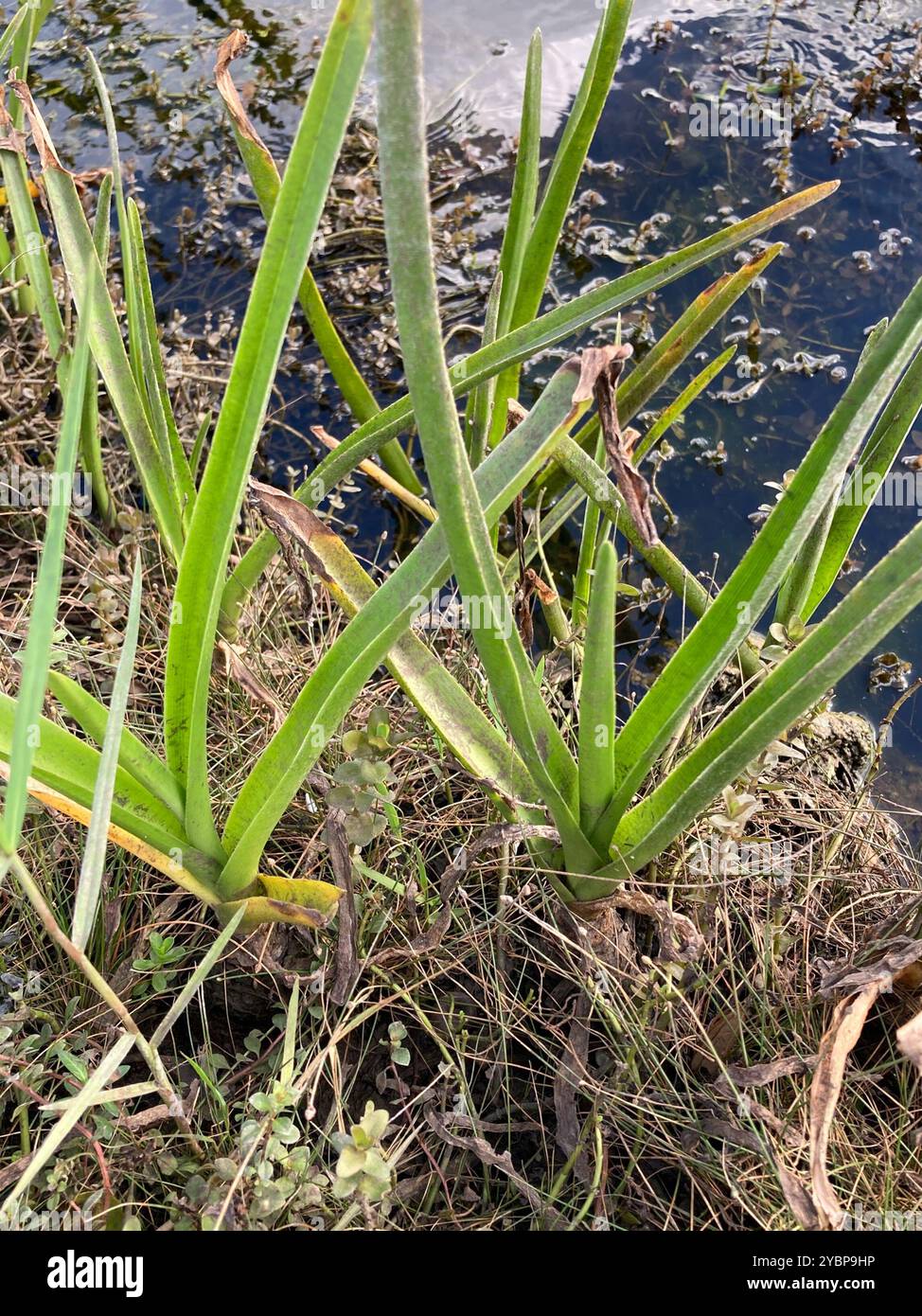 Southern Swamp Crinum (Crinum americanum) Plantae Stock Photo - Alamy