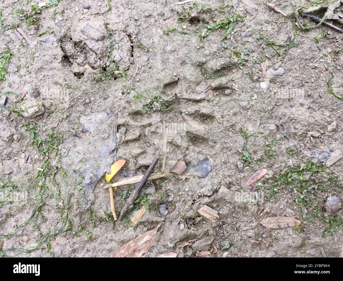 Common Raccoon (Procyon lotor) Mammalia Stock Photo - Alamy