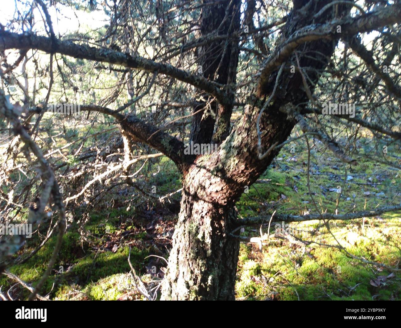 Shore Pine (Pinus contorta contorta) Plantae Stock Photo - Alamy