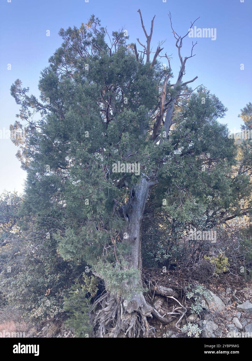 alligator juniper (Juniperus deppeana) Plantae Stock Photo - Alamy