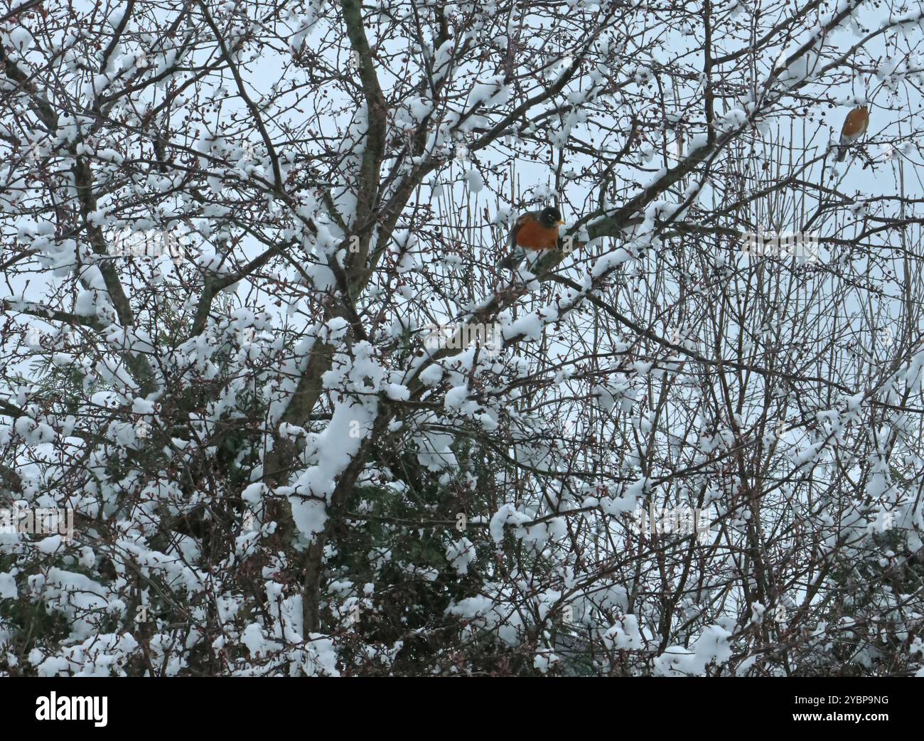 Two American Robins perched in a Crab Apple tree, with the branches ...