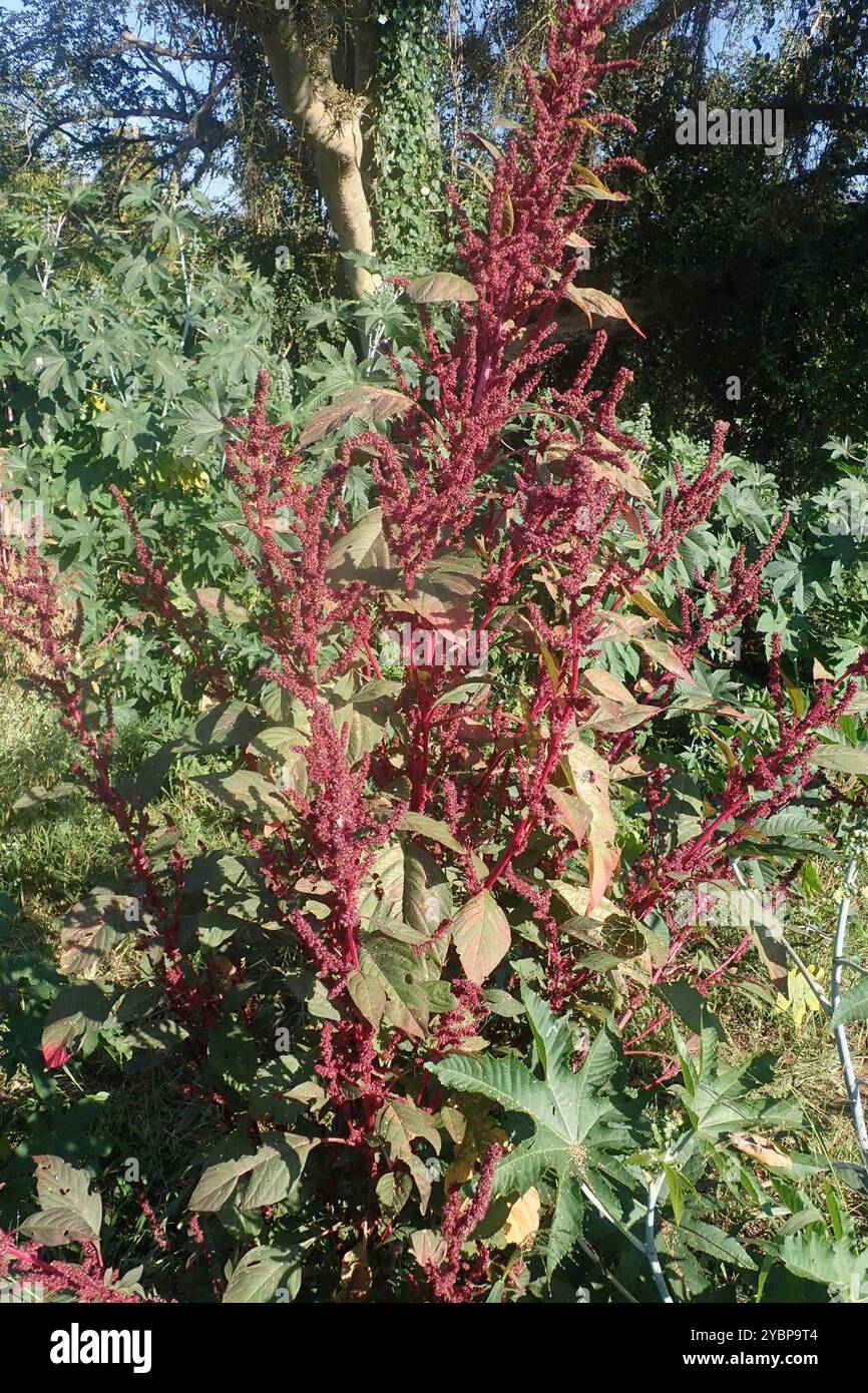 Smooth Pigweed (Amaranthus hybridus) Plantae Stock Photo - Alamy