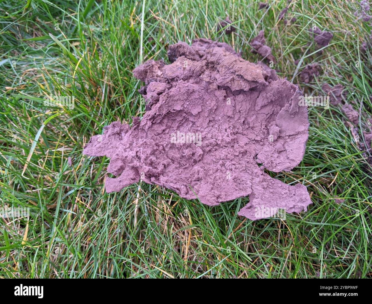 Purple-spored Puffball (Calvatia cyathiformis) Fungi Stock Photo - Alamy