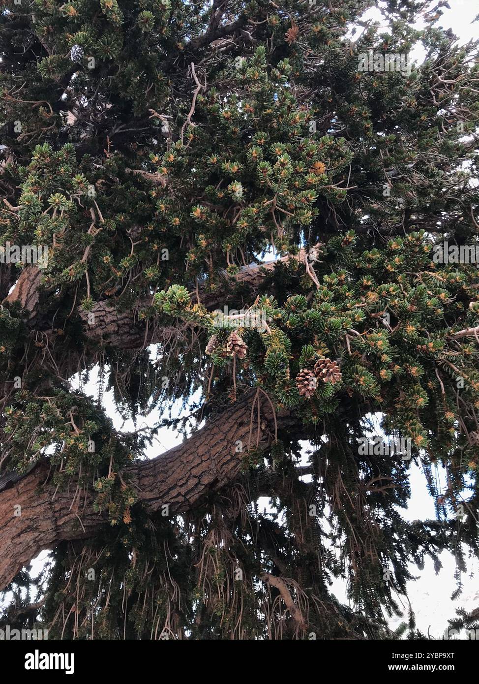 Sierra Foxtail Pine (Pinus balfouriana austrina) Plantae Stock Photo ...