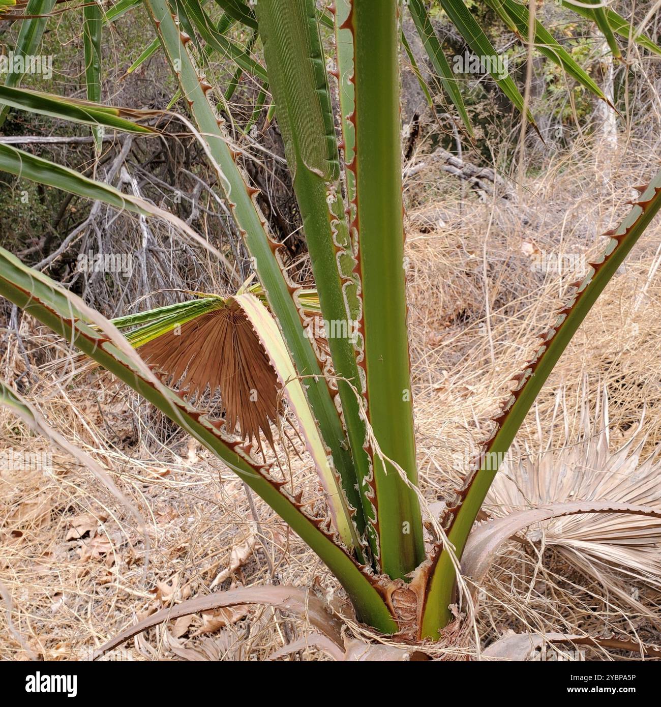 Mexican Fan Palm (Washingtonia robusta) Plantae Stock Photo - Alamy