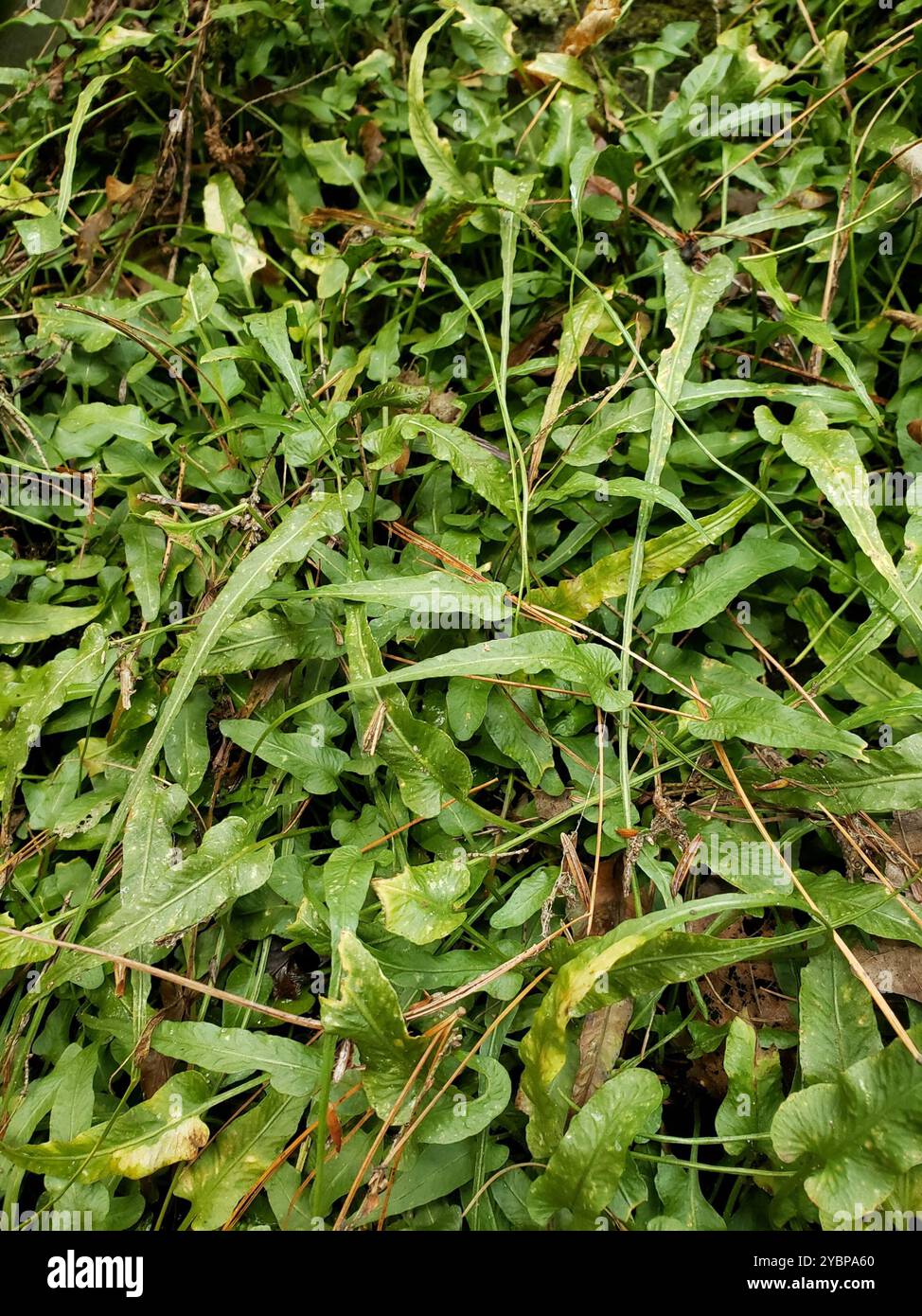 walking fern (Asplenium rhizophyllum) Plantae Stock Photo - Alamy