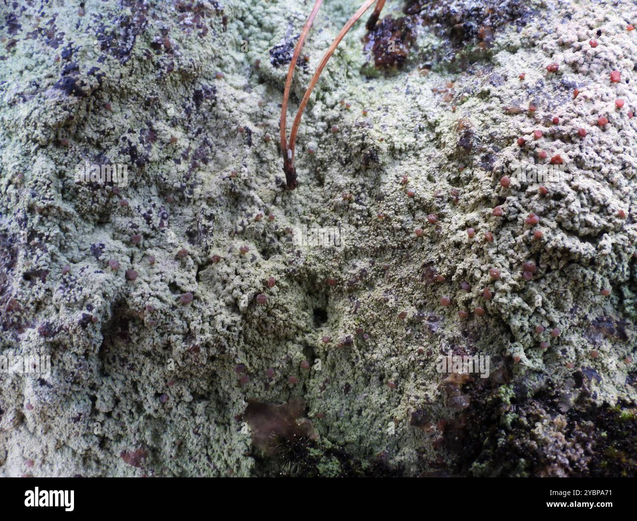 Scale Beret Lichen (Baeomyces carneus) Fungi Stock Photo - Alamy