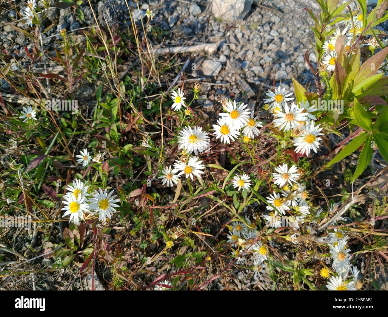 Frost Aster (Symphyotrichum pilosum pilosum) Plantae Stock Photo - Alamy