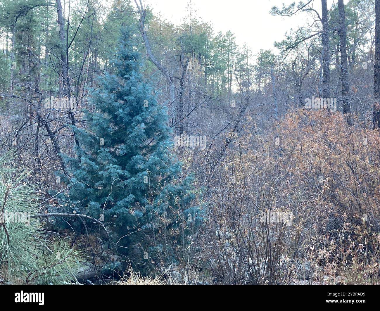 white fir (Abies concolor) Plantae Stock Photo - Alamy
