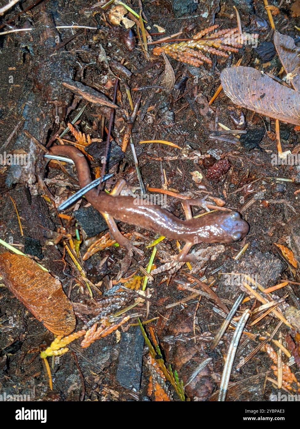 Ensatina (Ensatina eschscholtzii) Amphibia Stock Photo - Alamy