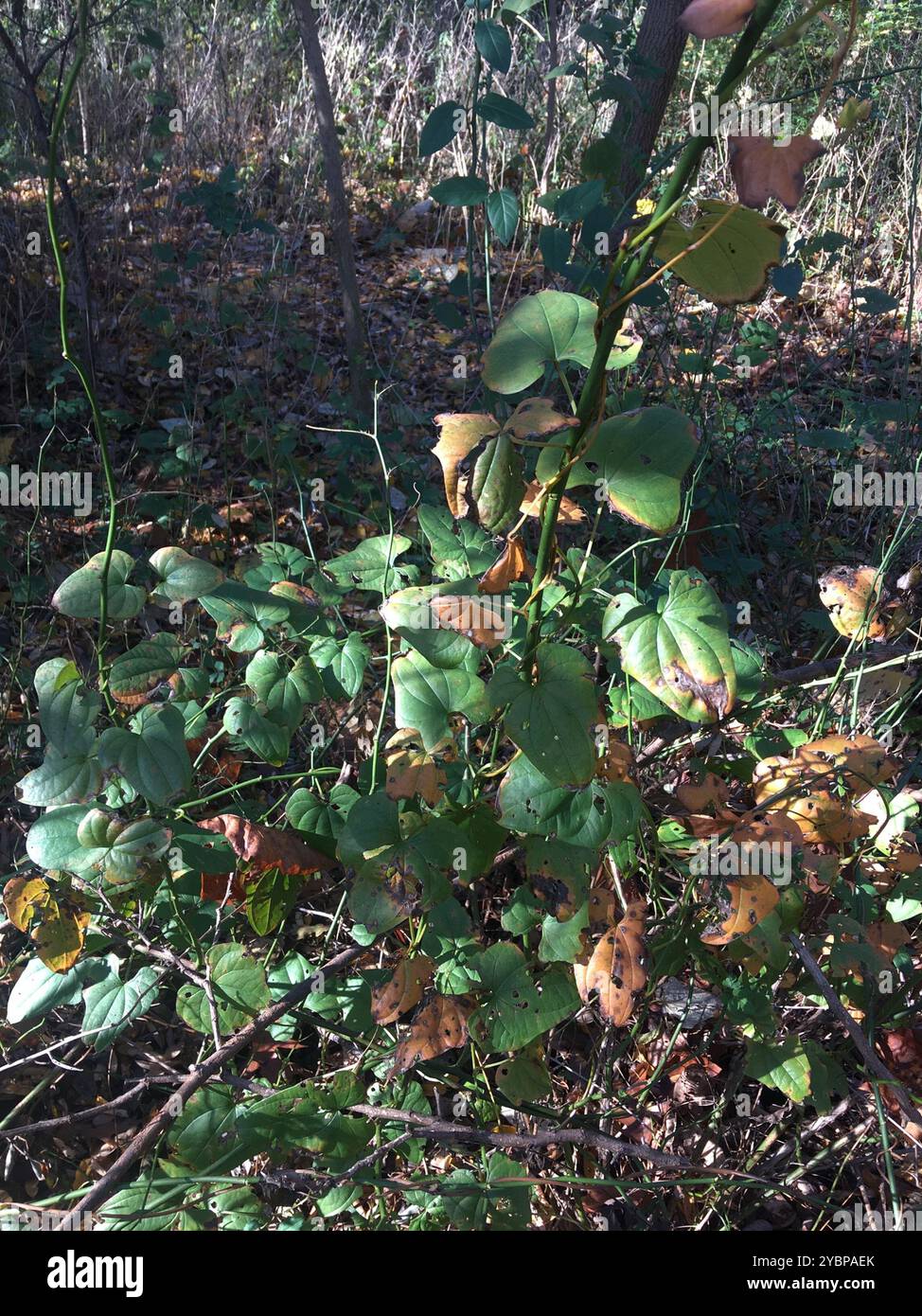 Chinese yam (Dioscorea polystachya) Plantae Stock Photo - Alamy