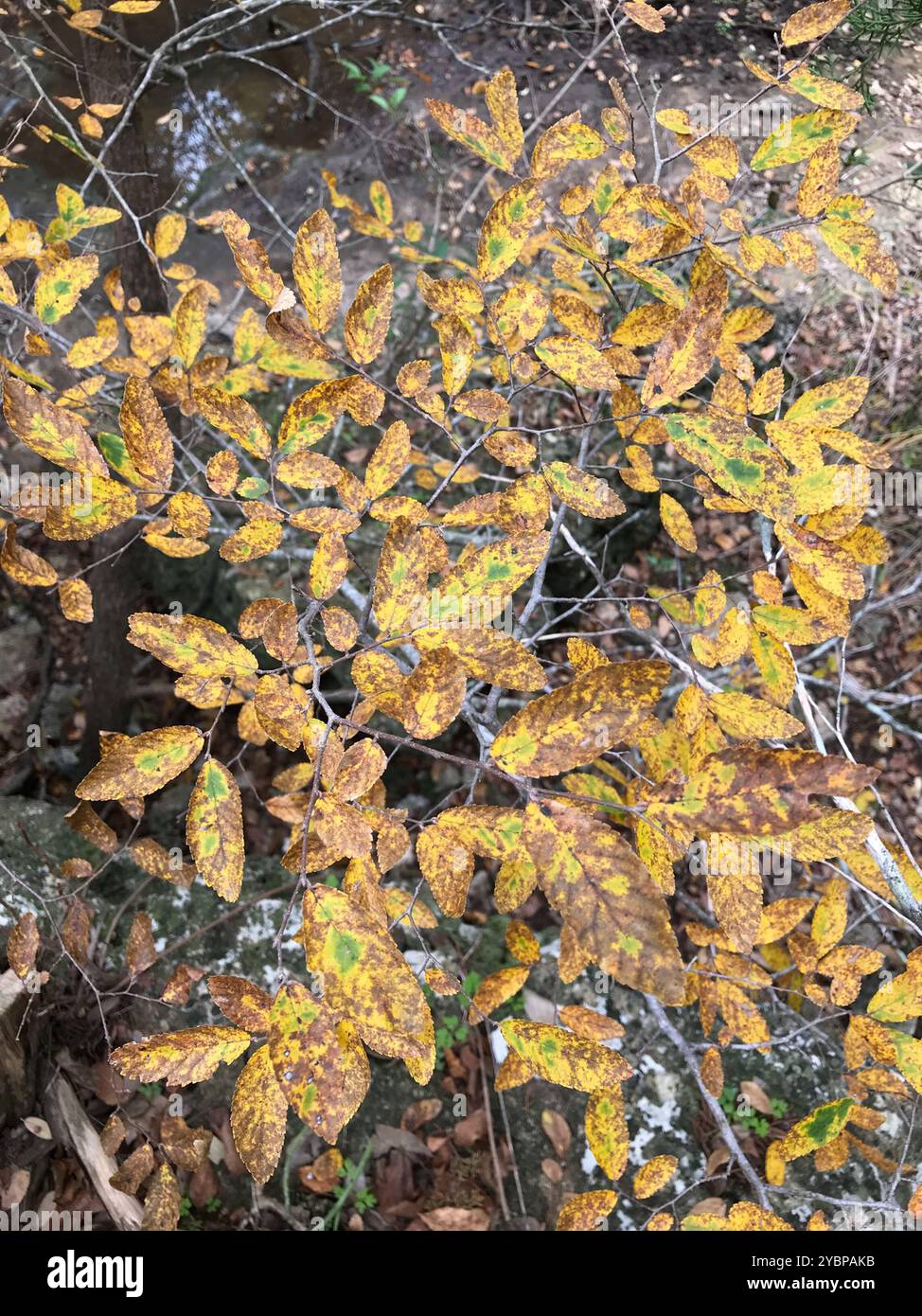 Cedar Elm (Ulmus crassifolia) Plantae Stock Photo - Alamy