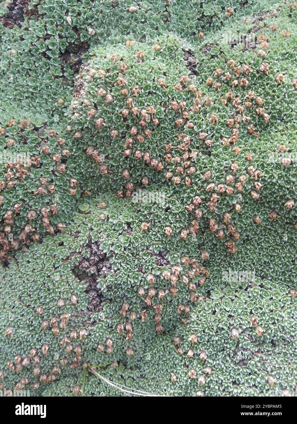 Kelseya uniflora hi-res stock photography and images - Alamy