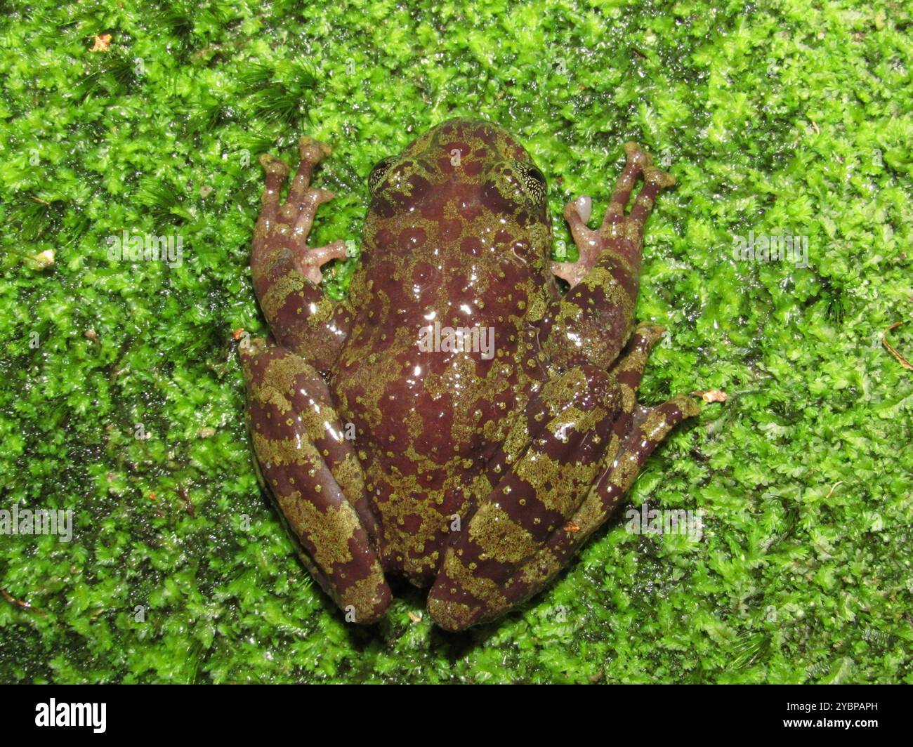 Table Mountain Ghost Frog (Heleophryne rosei) Amphibia Stock Photo - Alamy