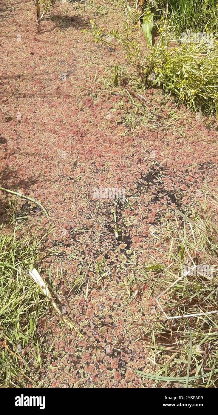 Red Azolla (Azolla rubra) Plantae Stock Photo - Alamy