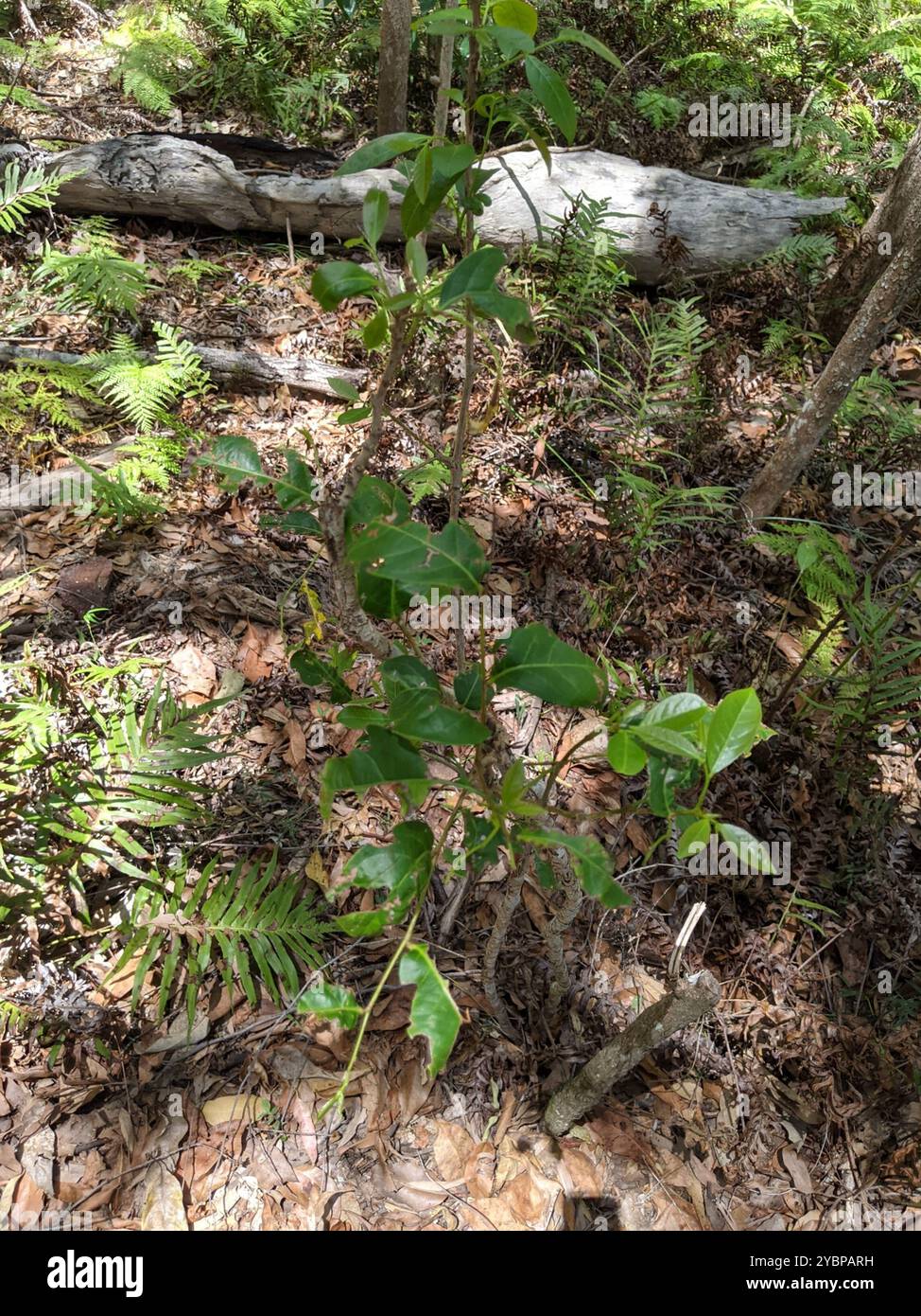 Cheese Tree (Glochidion ferdinandi) Plantae Stock Photo - Alamy
